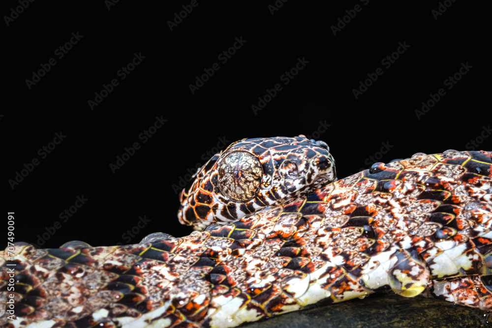 Boiga jaspidea commonly known as the jasper cat snake is a species of ...