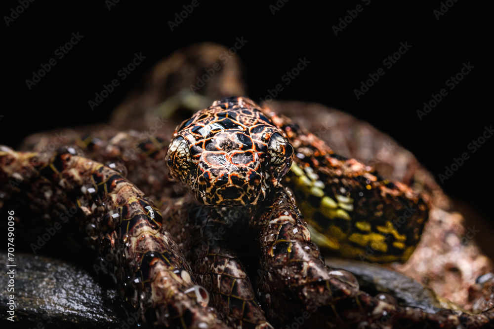 Boiga jaspidea commonly known as the jasper cat snake is a species of ...