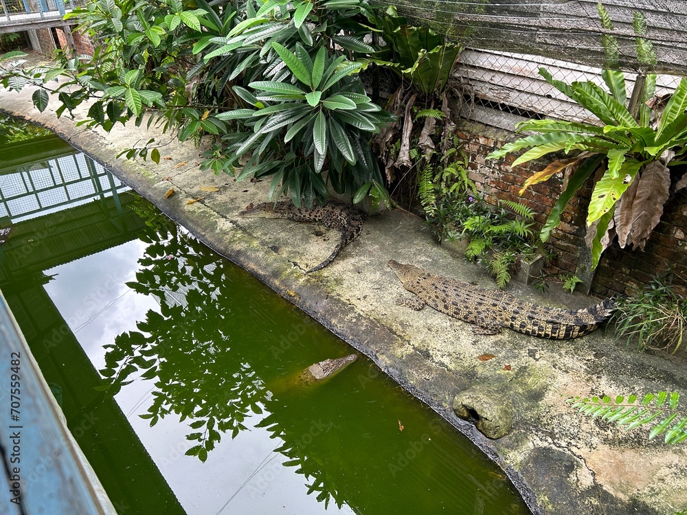 Sandakan Crocodile Farm. The second largest town in Sabah, Malaysia ...
