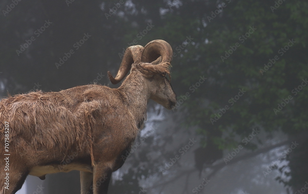 himalayan rare and endangered species blue sheep or a male bharal ...