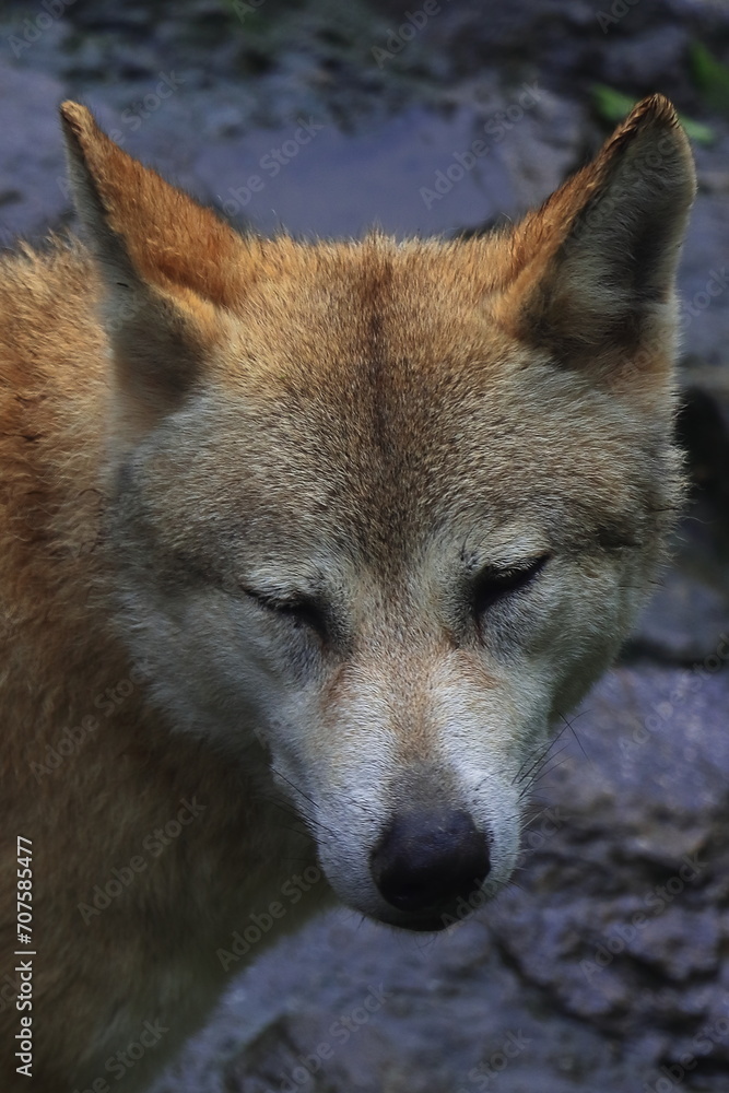 endangered and rare species himalayan wolf (canis lupus chanco) in ...