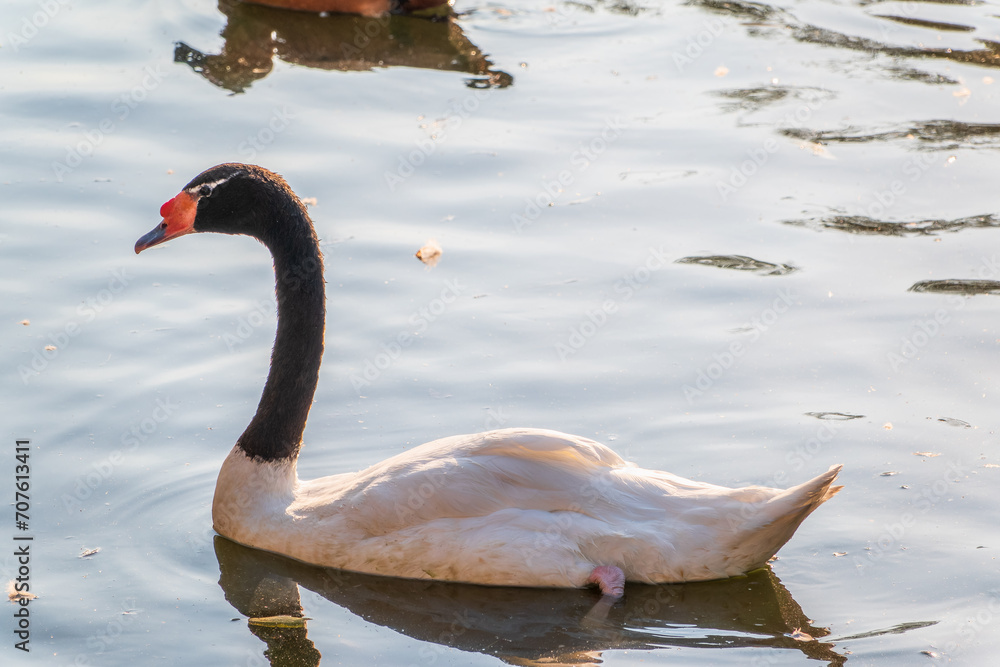 The black-necked swan, Cygnus melancoryphus, is a swan that is the ...