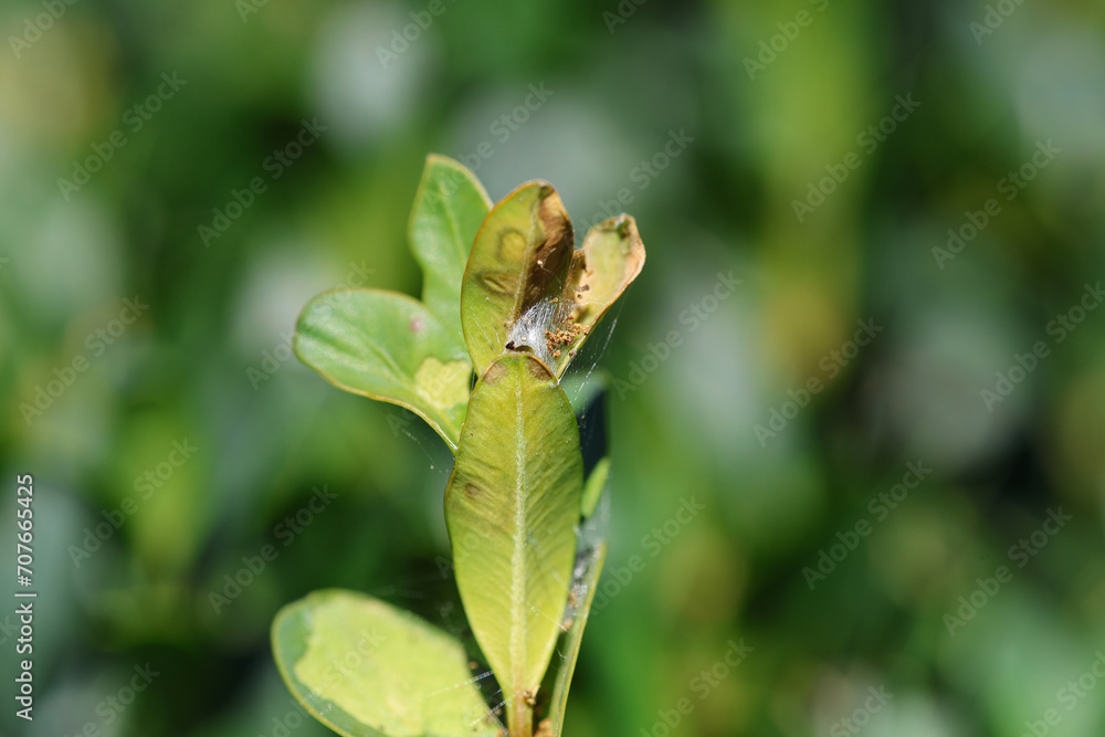 Damage on leaves. Cydalima perspectalis, the box tree moth is an ...