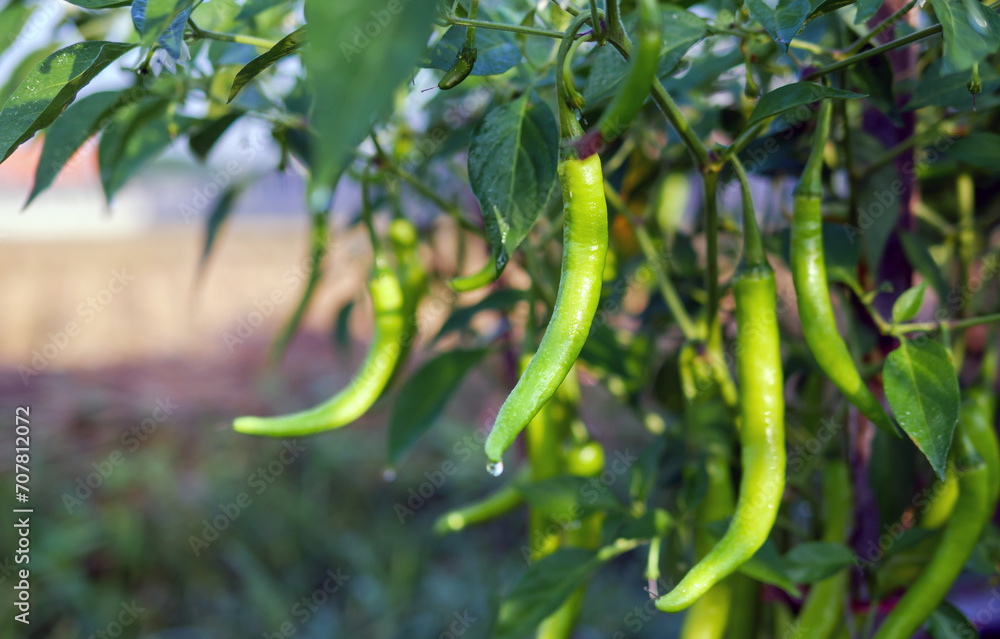Green chilli in the garden, organic green chilli growing on chilli tree ...