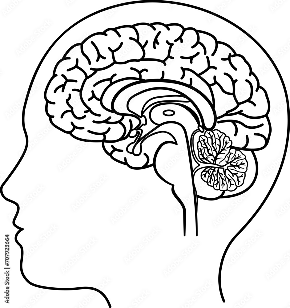 Human Brain Side View for Coloring. Vector Illustration of the Brain ...