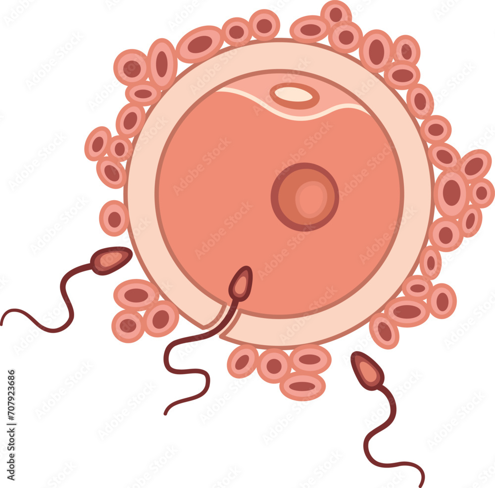 Process of Human Fertilization. Egg and Sperm. Human Reproductive ...
