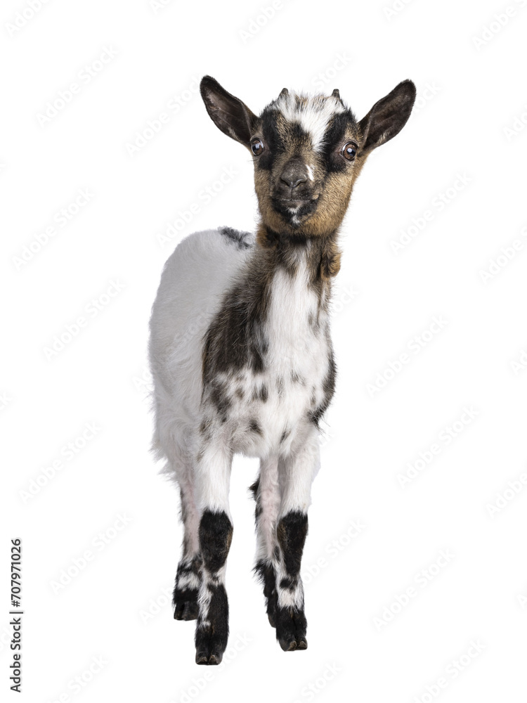 Cute white with brown Pygmy goat, standing facing front. Looking ...