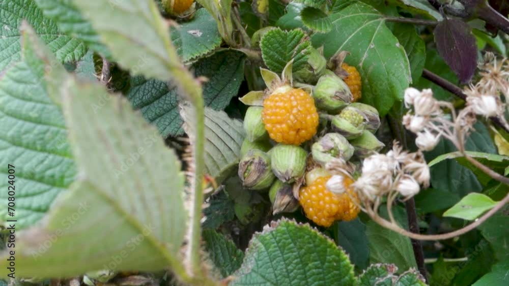 Rubus ellipticus, commonly known as golden Himalayan raspberry, or ...