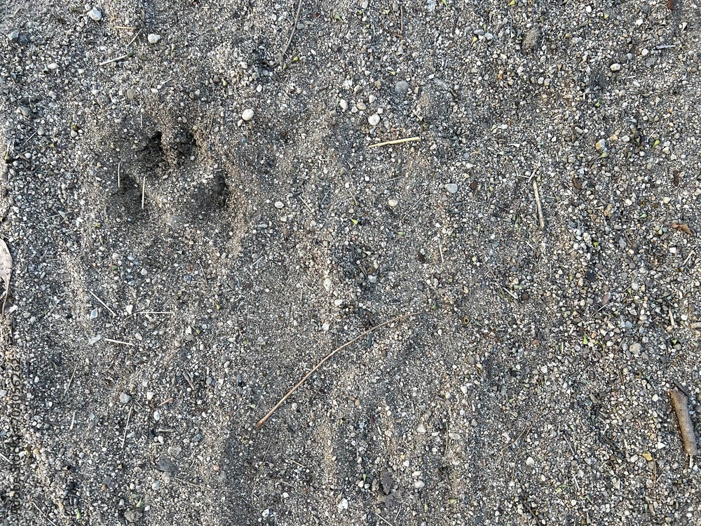Foto de Single animal footprint in the sand. A dog paw print in the ...