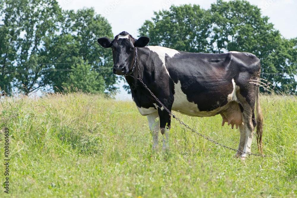 cow. Dairy cow in the pasture. black young cow, stands on green grass ...