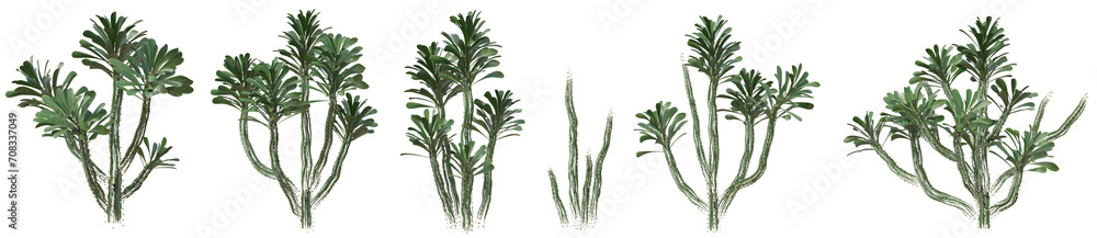 Set of Euphorbia royleana or Sullu Spurge cactus with isolated on ...