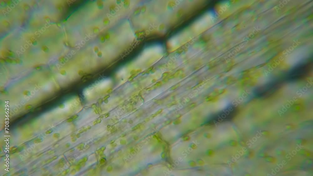 Motion Cells Chloroplast Under Microscope. Chlorophyll Cell Division. Cell Structure Leaf Plants ...