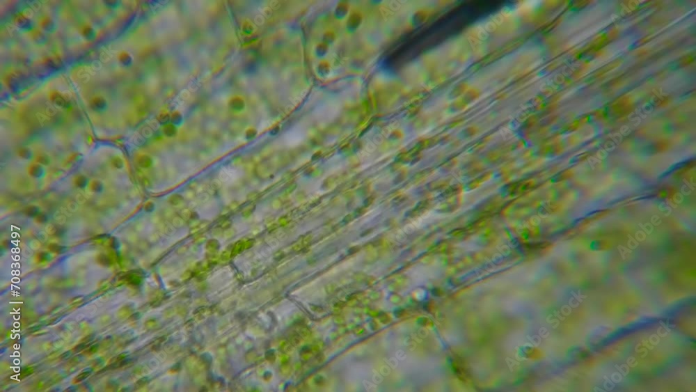 Vidéo Stock Motion Cells Chloroplast Under Microscope. Chlorophyll Cell ...