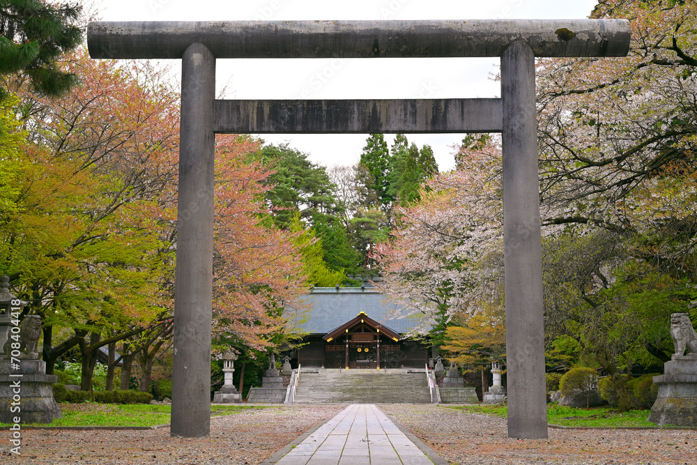 Cherry blossom or Sakura full bloom and yellow and red leave tree in ...