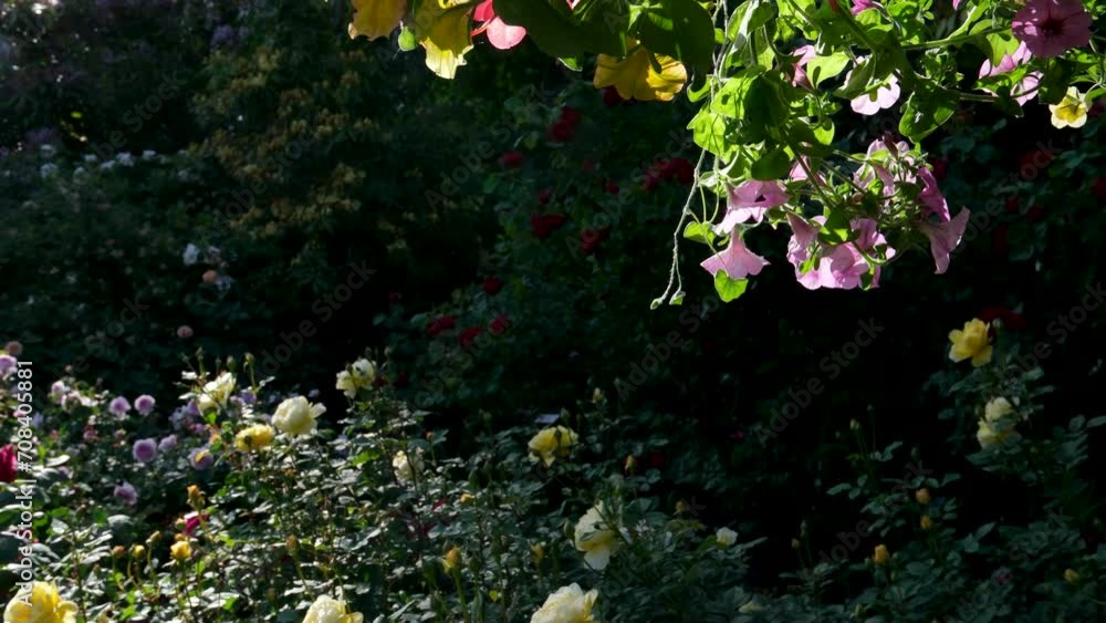 Rose garden The famous gardens of Butchert on Victoria Island. Canada ...