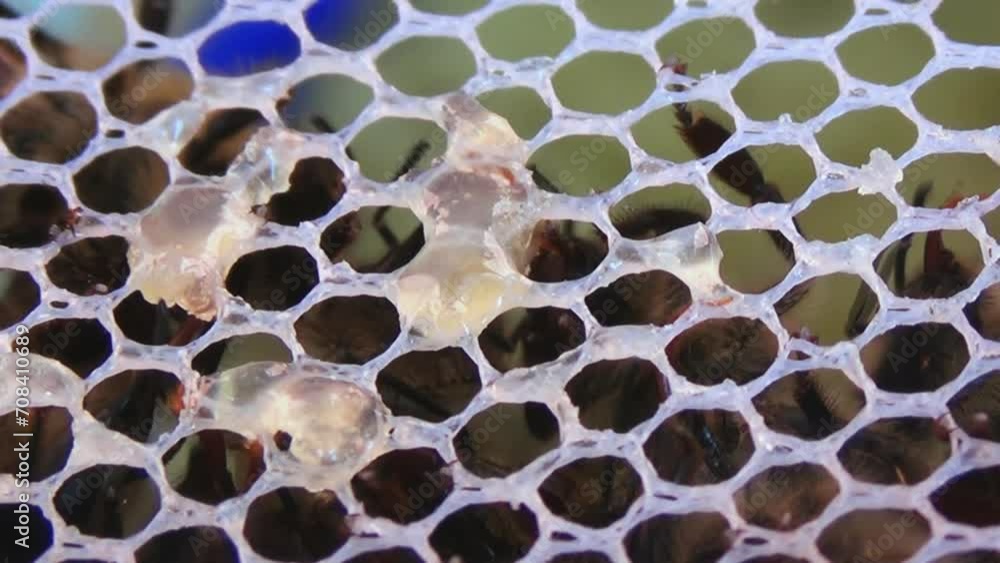 Vidéo Stock Macro close-up of the head and mouthparts of a honey bee ...