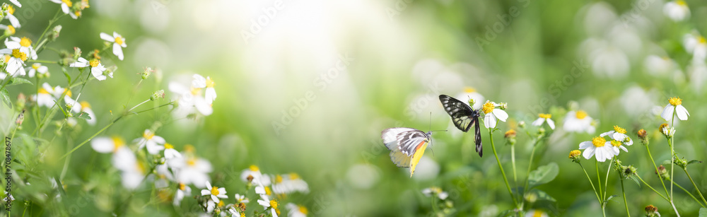 Nature of butterfly and flower in garden using as background ...