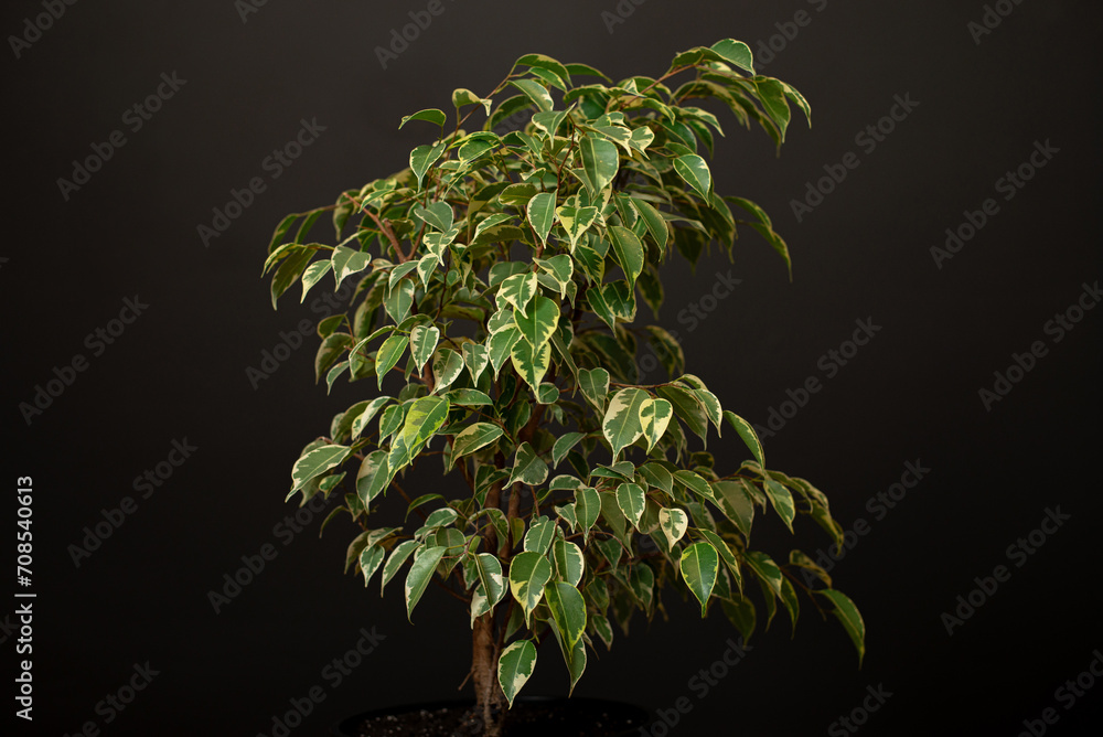 Beautiful lush houseplant Ficus benjamina, commonly known as weeping ...
