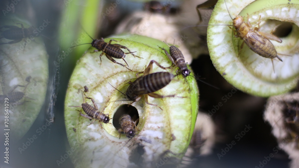 cicada insects or Gryllidae, feeding on the midribs of banana trees ...