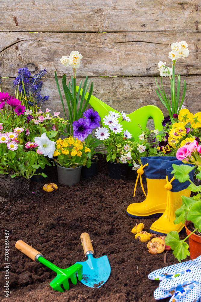 Transplanting spring flowers from a pot into the ground, Geranium and ...