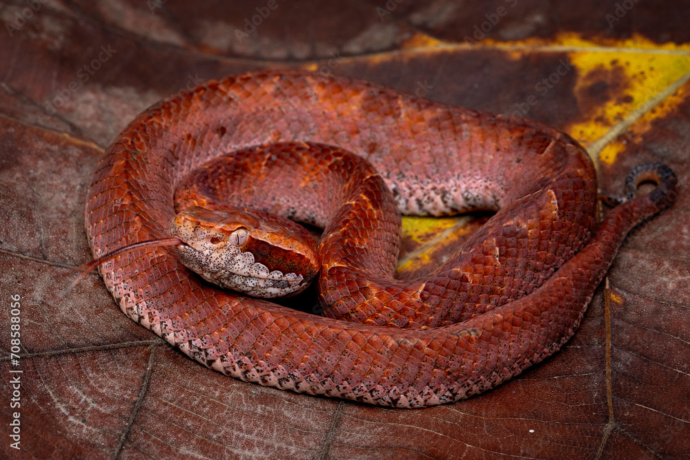 Foto de Malayan Pit Viper (Calloselasma rhodostoma) is endemic to ...
