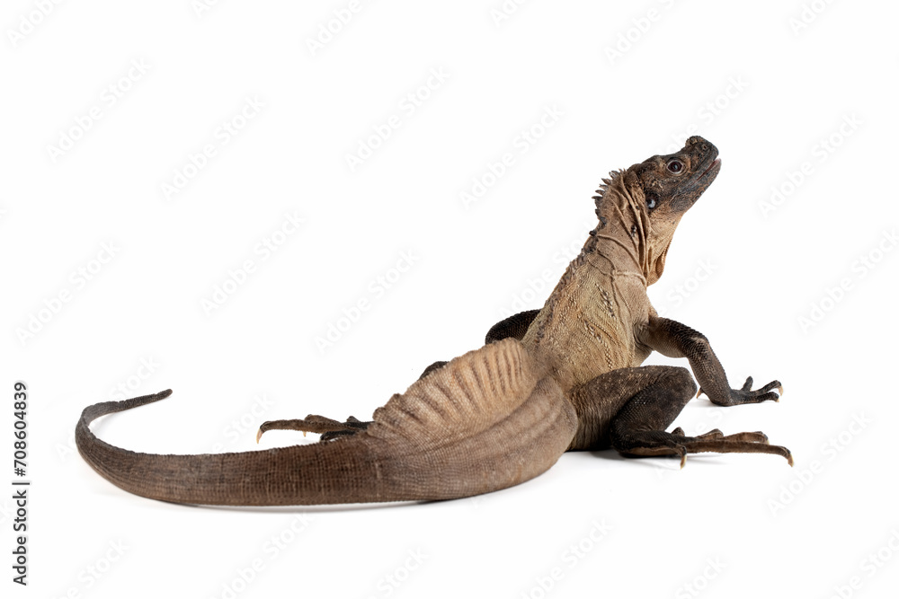 The Indonesian Giant Sailfin Dragon (Hydrosaurus microlophus) is a ...