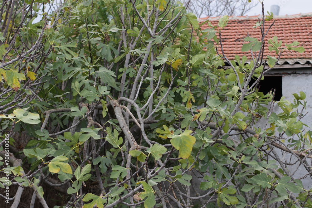 Big old fig tree Ficus carica in garden of village where organic ...