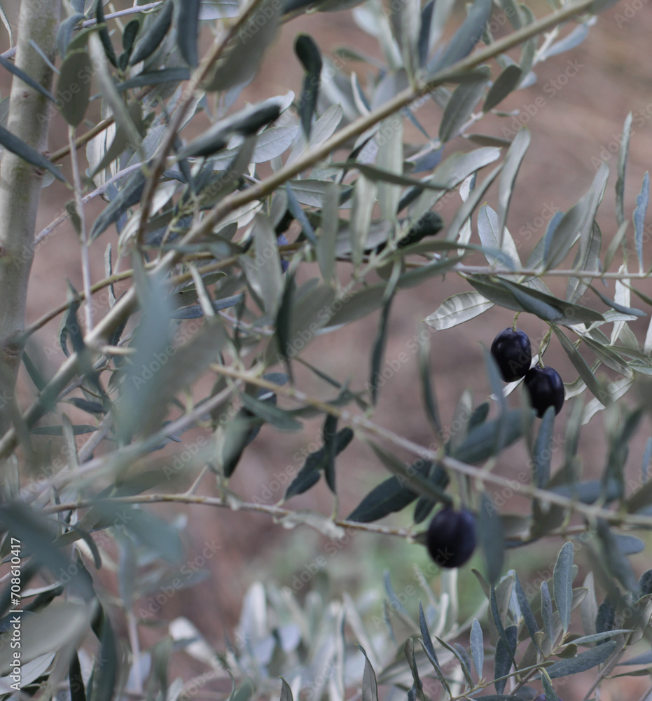 Macro shot of olive trees in garden of village house where organic ...