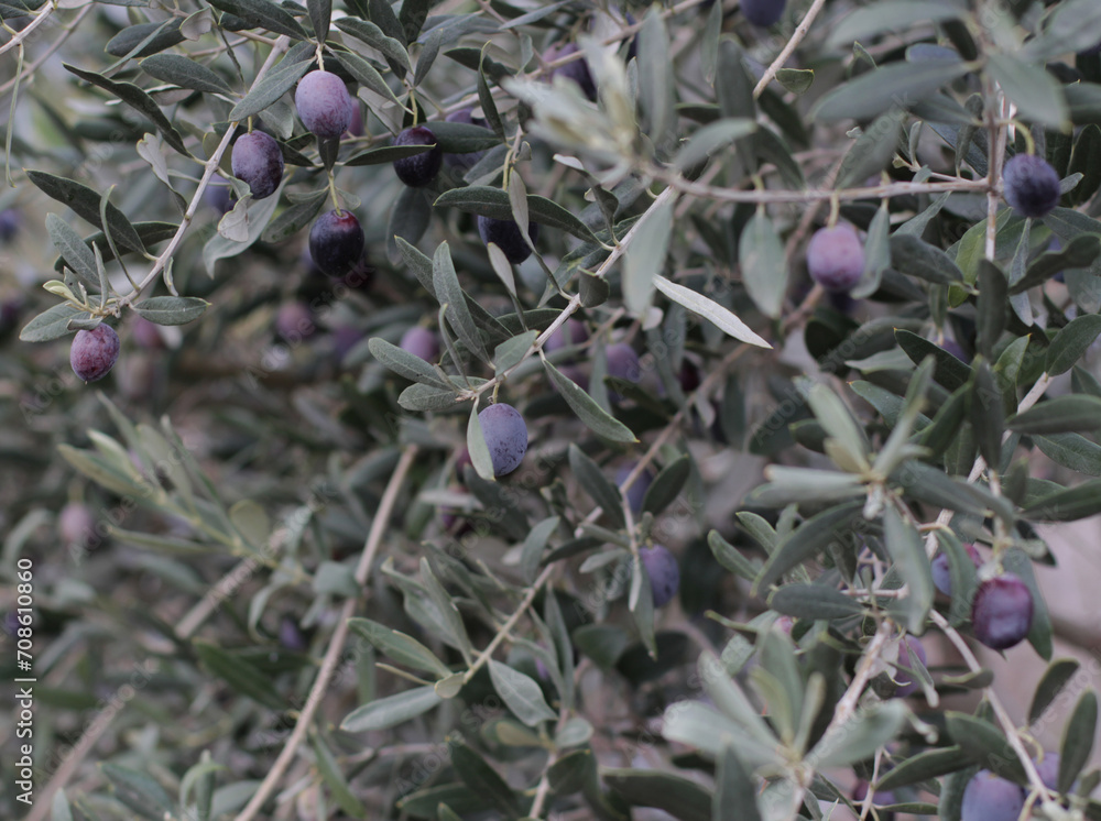 Macro shot of olive trees in garden of village house where organic ...
