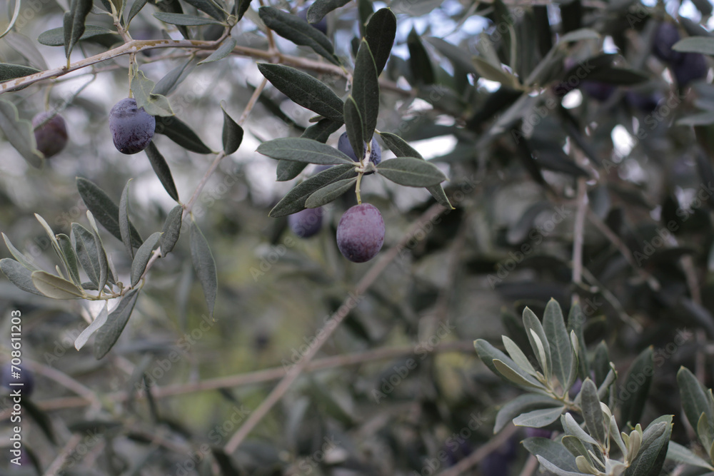 Macro shot of olive trees in garden of village house where organic ...