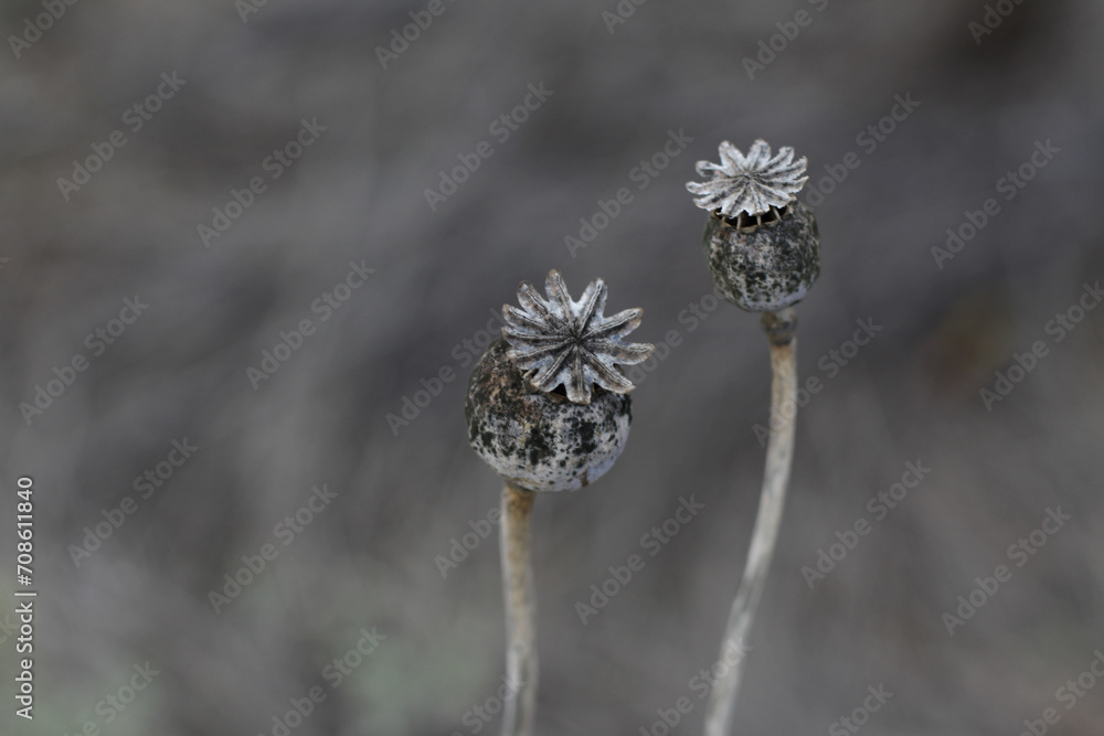 Macro shot of poppy seed plant in garden of village house where organic ...
