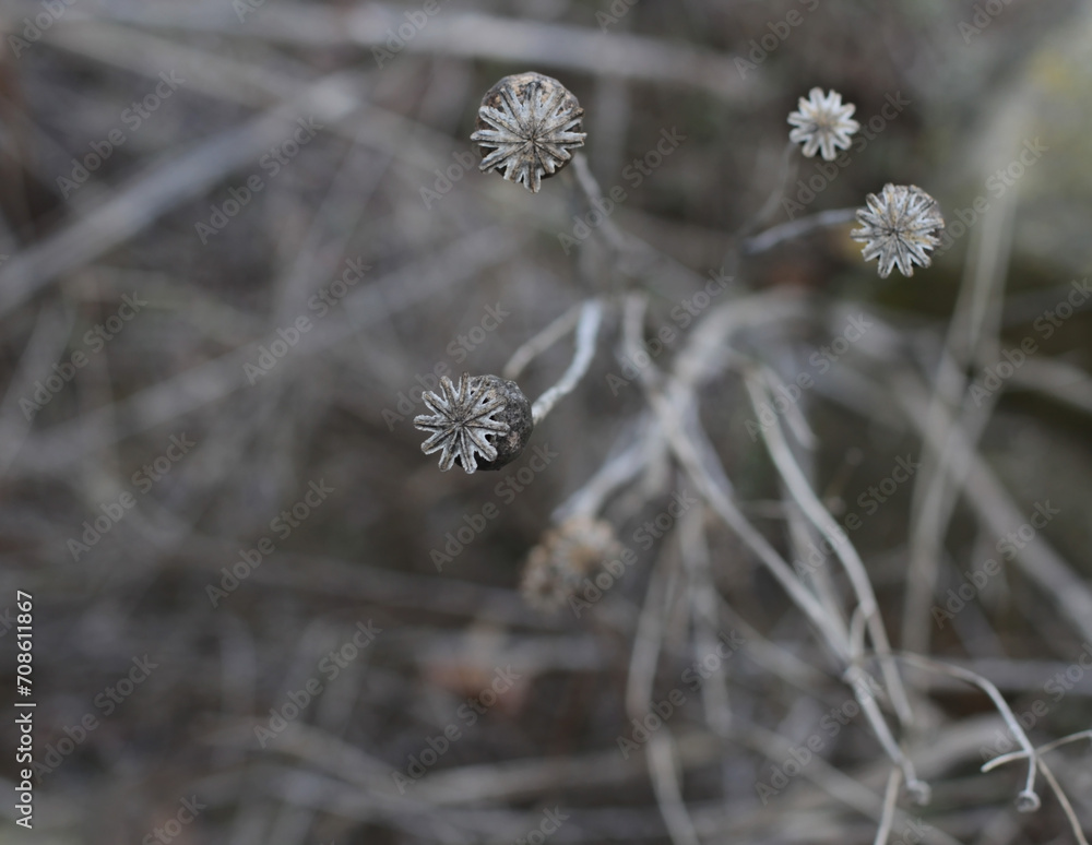 Macro shot of poppy seed plant in garden of village house where organic ...