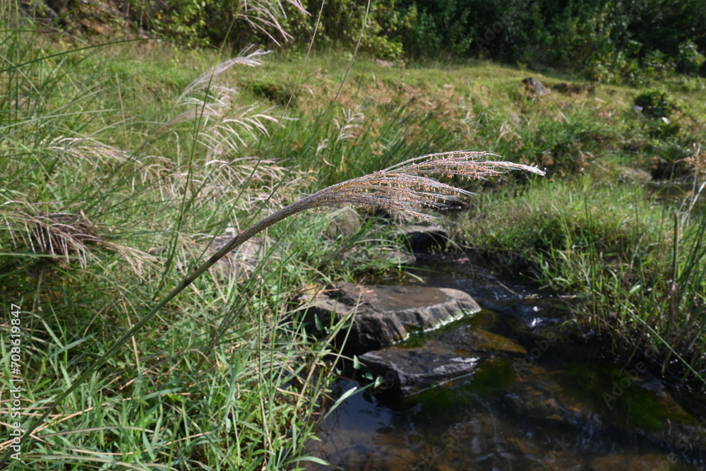 Saccharum spontaneum flower. Its other names wild sugarcane and Kans ...