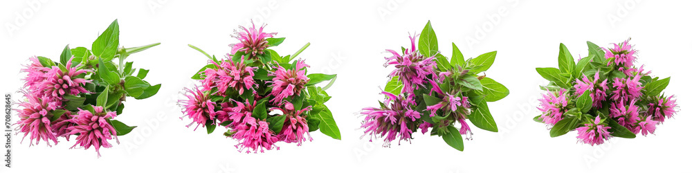 Bee Balm Flower Pile Of Heap Of Piled Up Together Hyperrealistic Highly ...