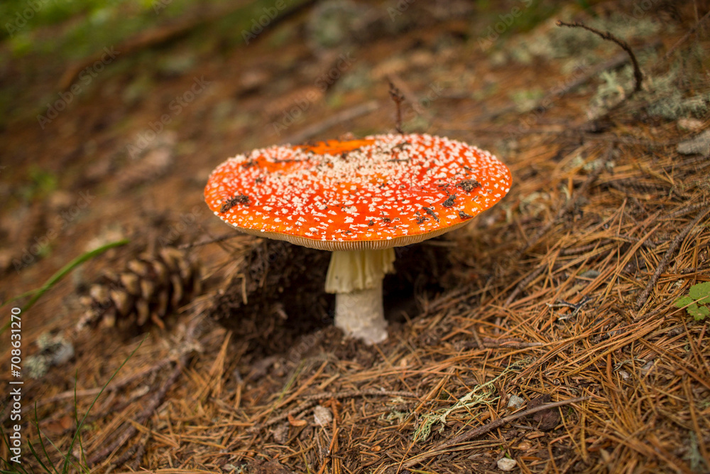Amanita muscaria mushroom. Top view macro image of a magnificent red ...