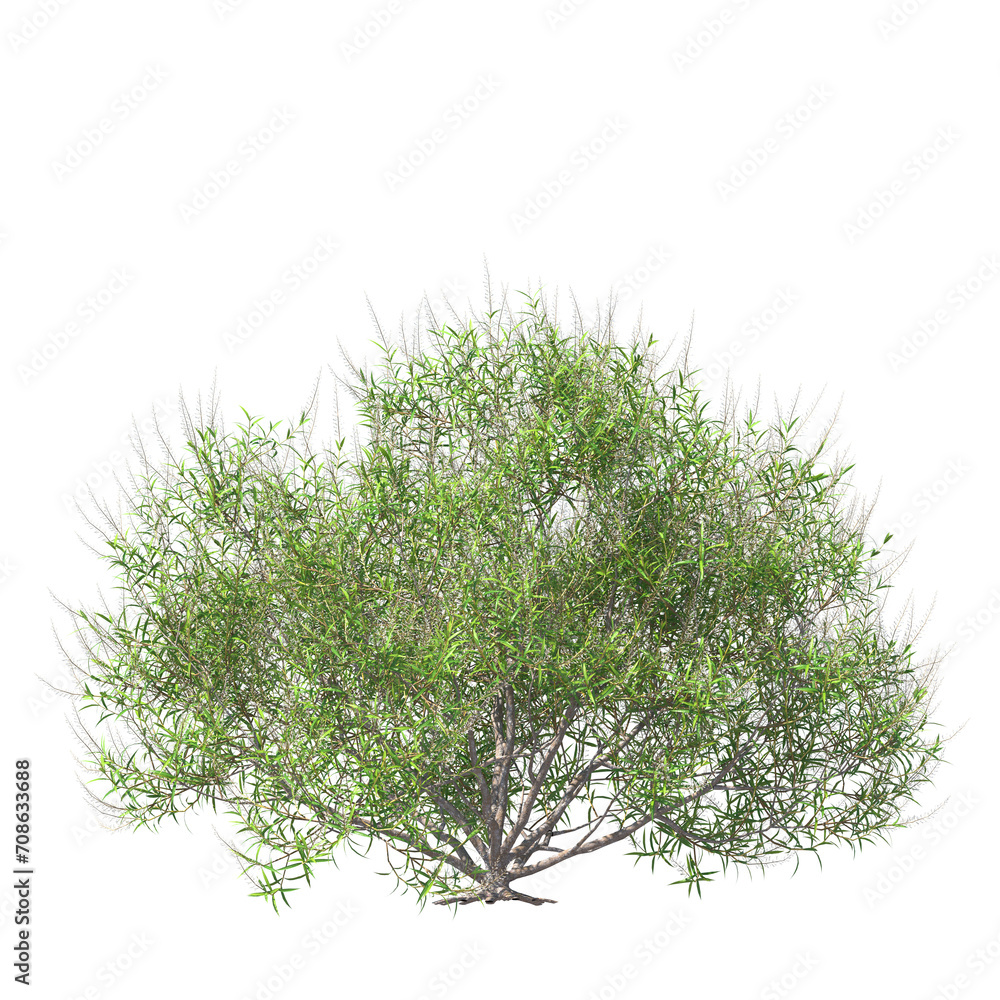 Hebe parviflora, NARROW LEAFED HEBE, bushes, shrubs, evergreen, small ...