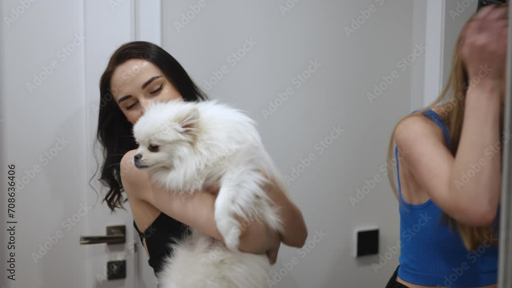 Meeting of two friends. The girl let her friend hold her white Spitz ...