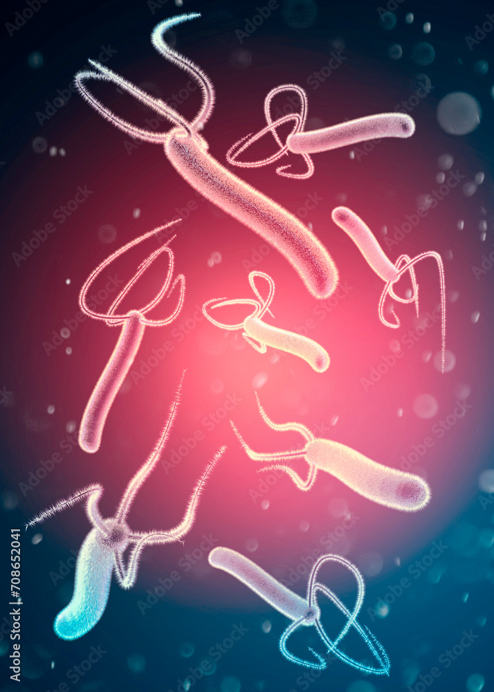 Helicobacter pylori is a gram-negative, flagellated, helical bacterium ...