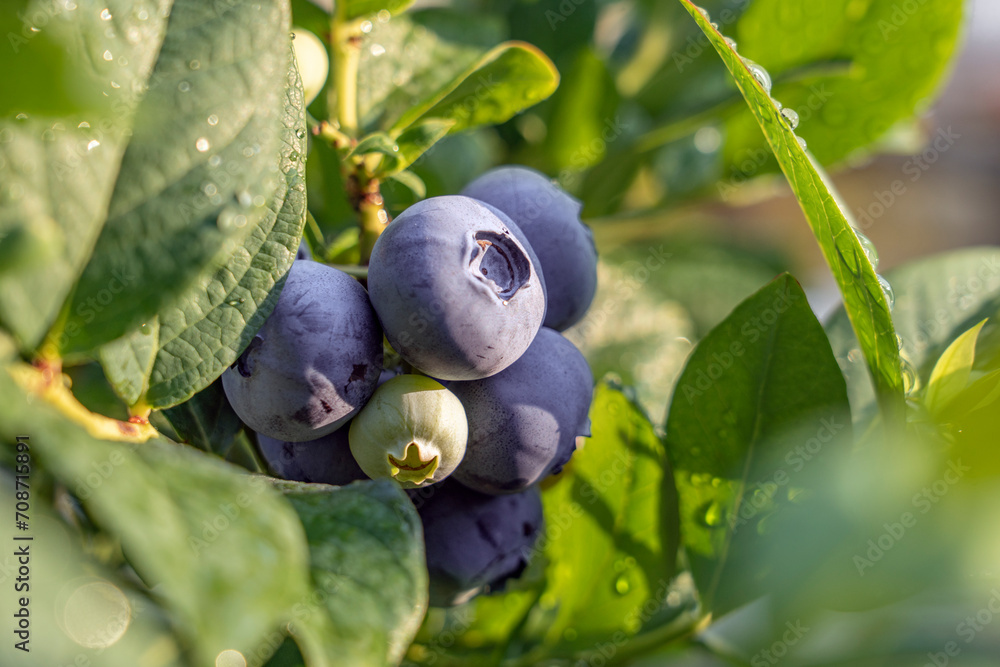 Blueberries ripen on a tree branch. Blue fruits on a healthy green ...