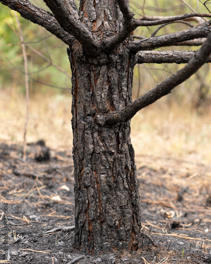 Forest after a fire, the remains of coniferous trees after a strong ...