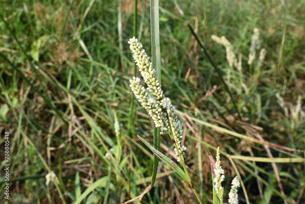 Persicaria hydropiper plant. It's other name water pepper, marshpepper ...