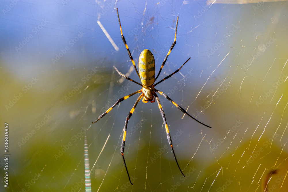 Wildlife - The Invasive Joro Spider at the Chattahoochee National ...