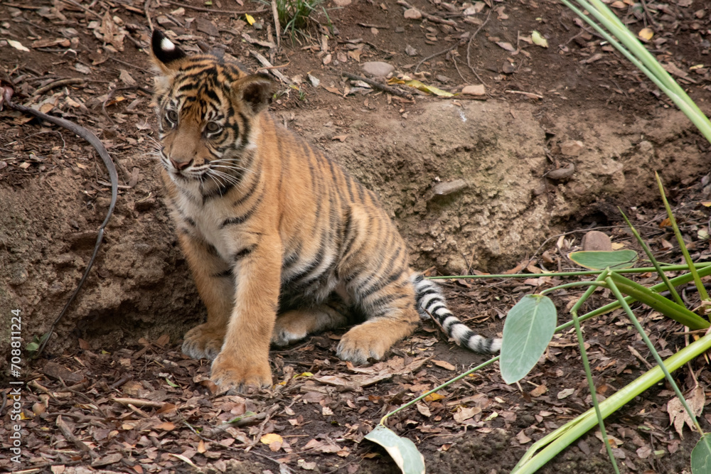 Tiger cubs are born with all their stripes and drink their mother's ...