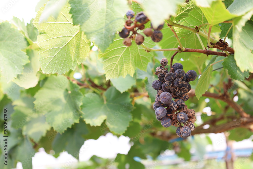 Grapes damaged by thrips. Bunch of Queen Nina Grape with brown skin and ...