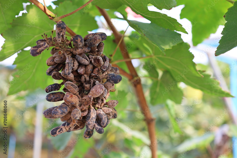 Grapes damaged by thrips. Bunch of Queen Nina Grape with brown skin and ...