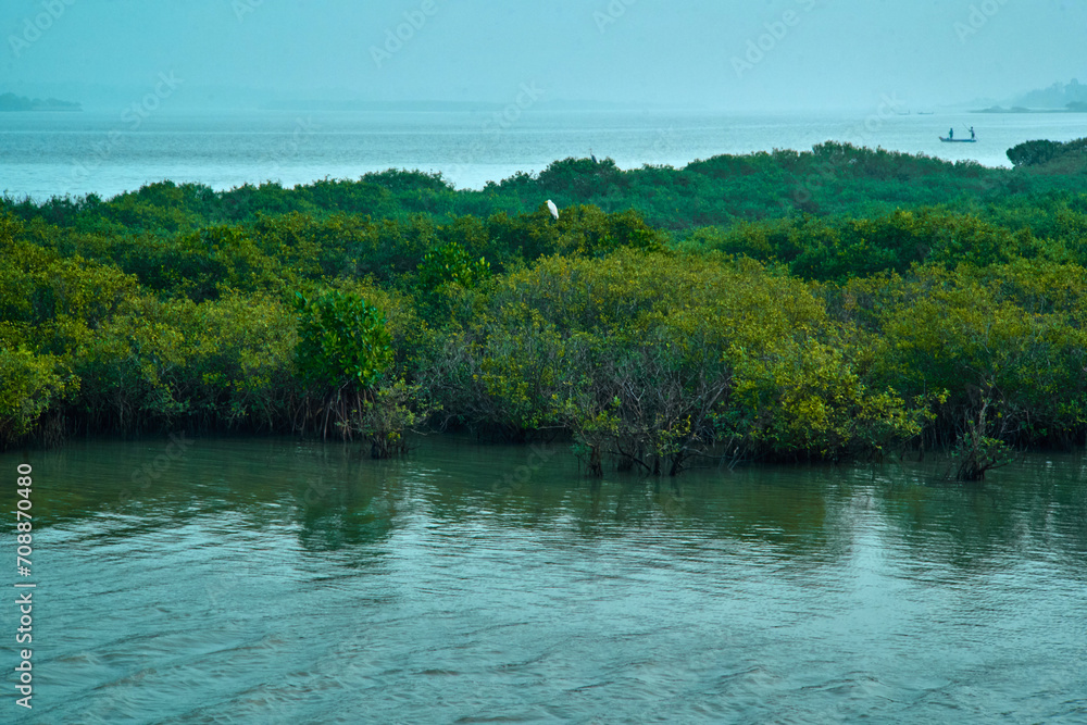Mangrove forests, also called mangrove swamps, mangrove thickets or ...