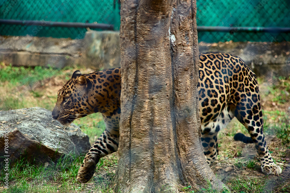 leopard is one of the five extant species in the genus Panthera. Stock ...