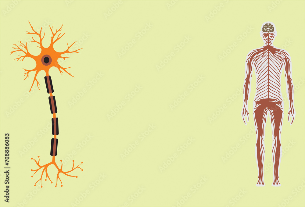 Neurology and spinal card, Brain neuron symbol. Human neuron ...