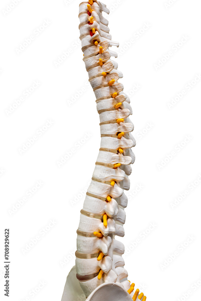 Total human spine skeleton model with isolated on white background ...