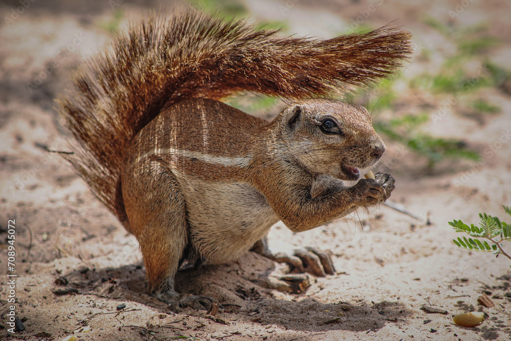 Ground squirrel using it's tail to provide shade in the hot sun ...